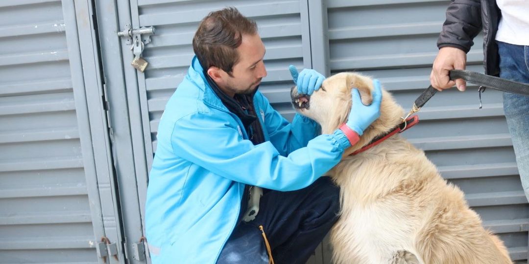 Denuncian que perros de Transmilenio comían solo “una vez al día” y ...