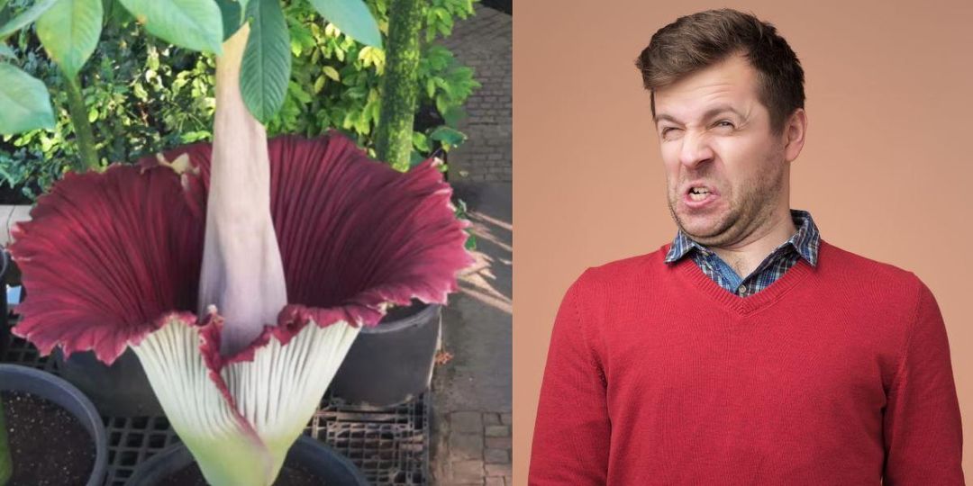 La flor cadáver, conocida por ser apestosa y muy grande, reaparece en ...