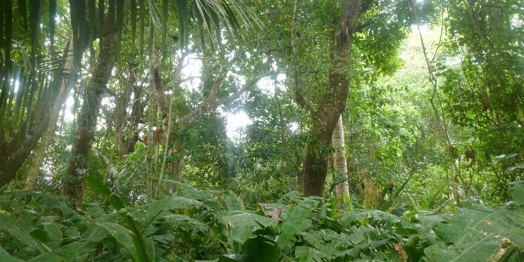 Suspenden autorización que permitía la caza de cinco especies ...