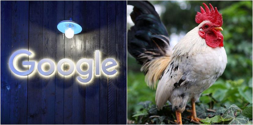 Google Translate y su particular pronunciación de Gallo - Canal 1