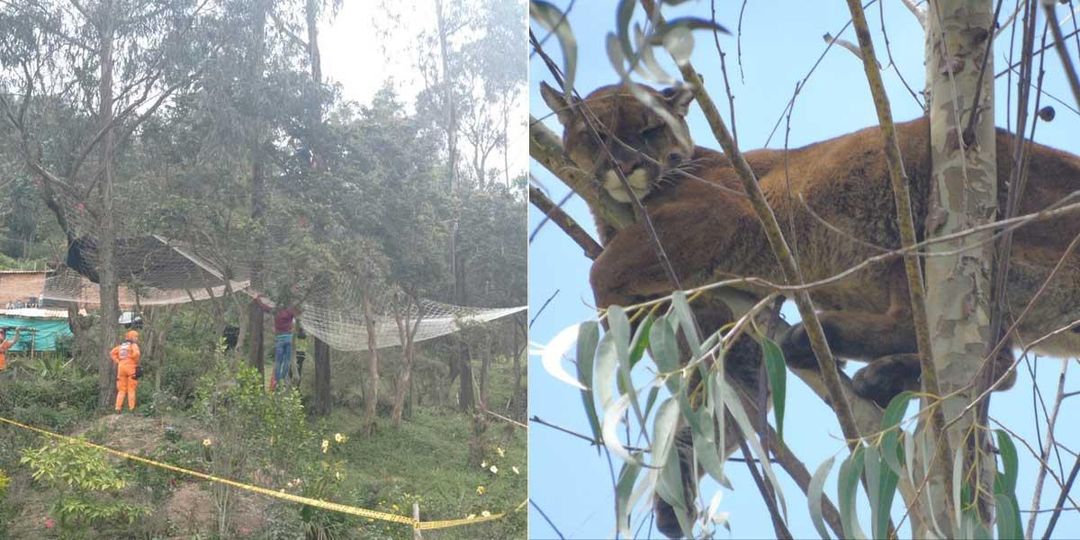 Puma pasó más de 30 horas en un árbol para huir de una furiosa manada ...