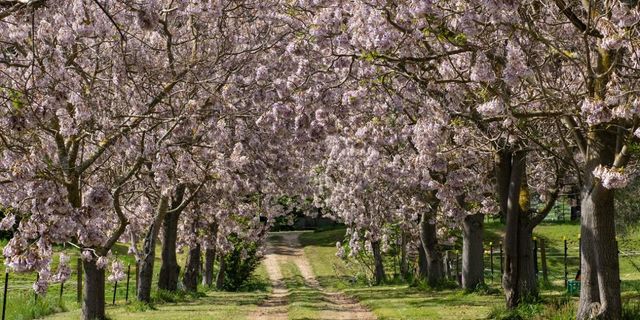 Hermoso árbol estaría generando estragos en Colombia - Canal 1