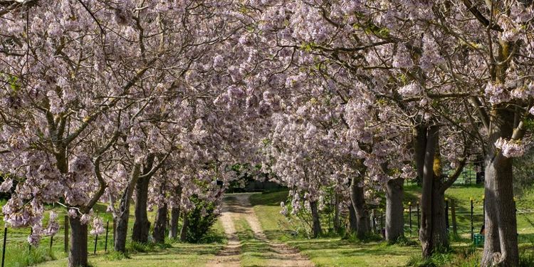 Hermoso árbol estaría generando estragos en Colombia - Canal 1