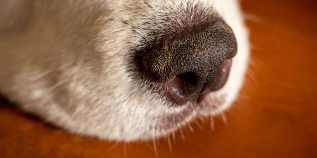 ¿Por qué mi perro tiene la nariz reseca? Causas y tratamiento - Canal 1