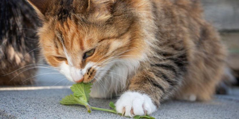 ¿Qué es la hierba gatera y cómo funciona? - Canal 1