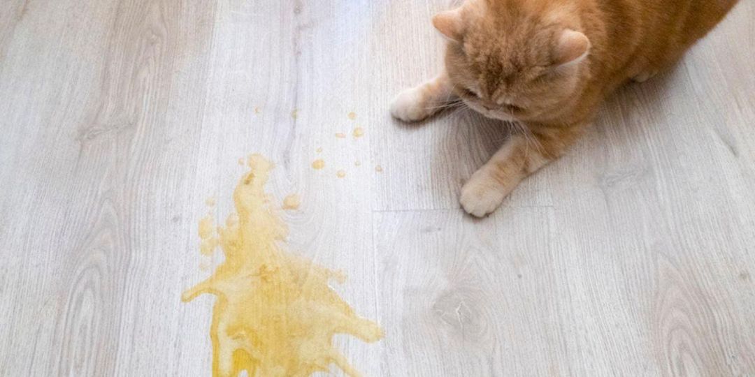 ¿Por qué mi gato tiene vómito? ¿Qué puedo hacer? - Canal 1