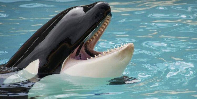 Muere Kiska, la “orca más solitaria del mundo”: estuvo 40 años en ...