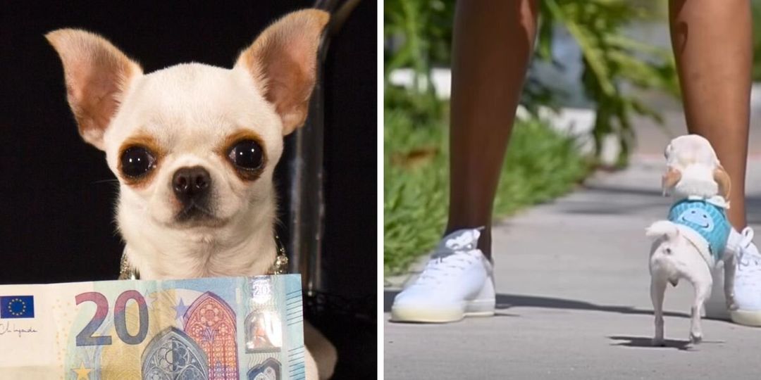 ¡Récord Guinness! Ella es Pearl, la chihuahua más pequeña del mundo ...