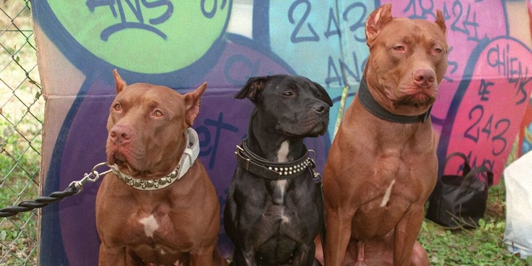 Perros Pitbull: El lado amable de los peludos - Canal 1