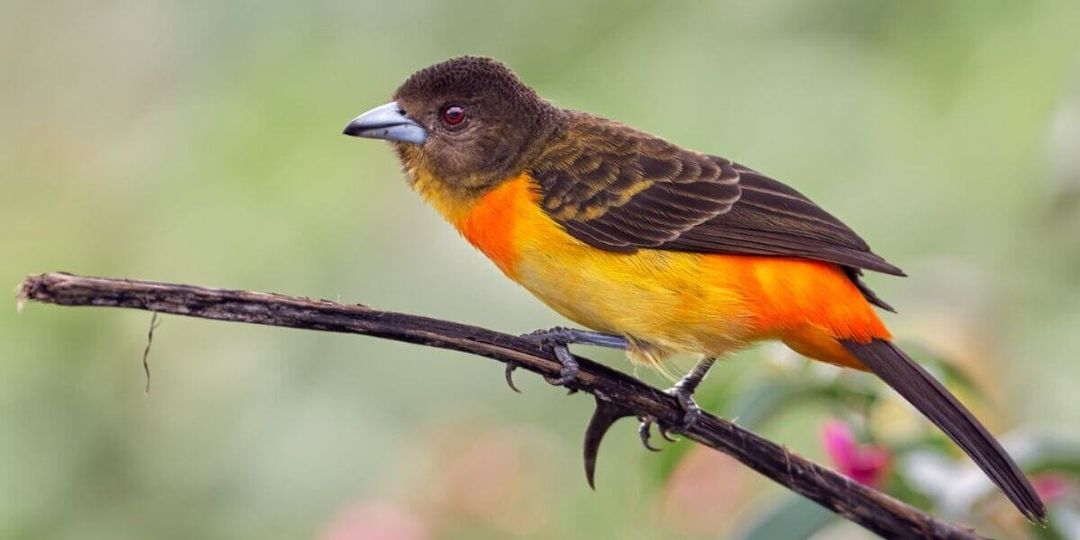 Colombia vuelve a ser el país con más especies de aves - Canal 1