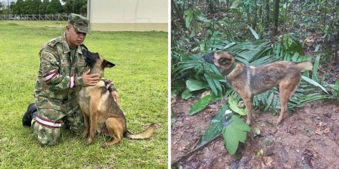 Fuerzas Militares inician búsqueda de Wilson, el perro rescatista - Canal 1