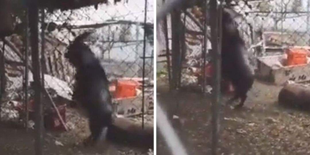 Cabra caminando con sus dos patas traseras causa terror - Canal 1