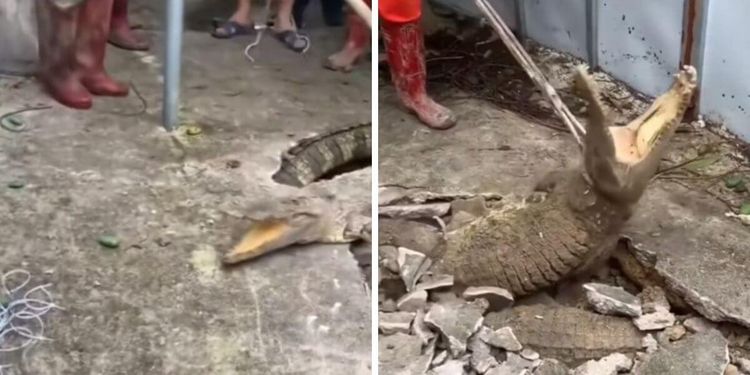 Capturados cocodrilos que vivían debajo del suelo de una casa - Canal 1