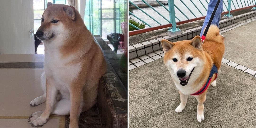 Falleció el famoso ‘Cheems’ el perro del meme - Canal 1