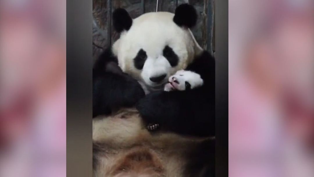 Video: conmovedor reencuentro entre mamá panda y su cría - Canal 1