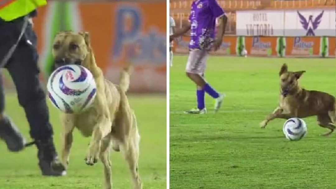 Perro se robó el show al entrar a cancha de fútbol - Canal 1