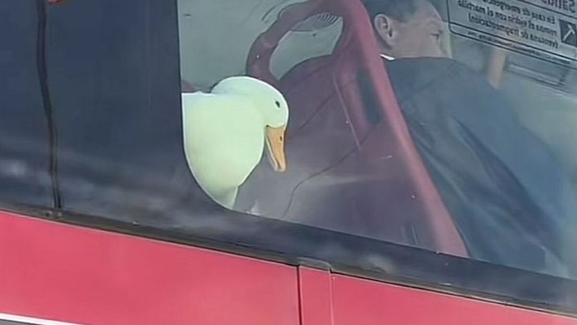 ¡Un pato en TransMilenio! El pasajero más famoso en redes - Canal 1