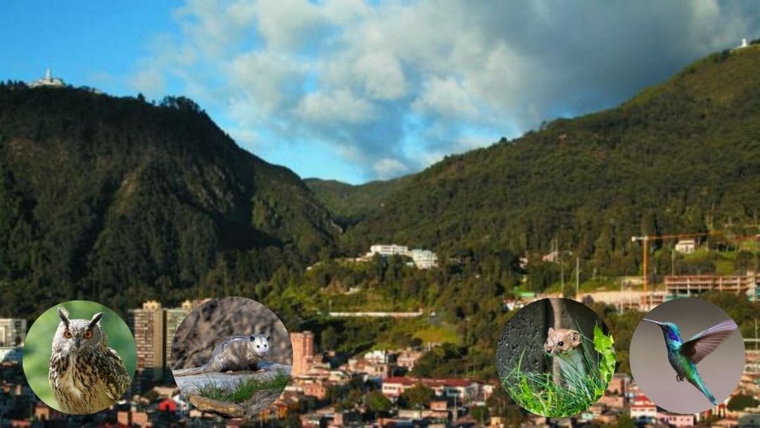 Además de los búhos, ¿qué otros animales viven en los cerros de Bogotá ...