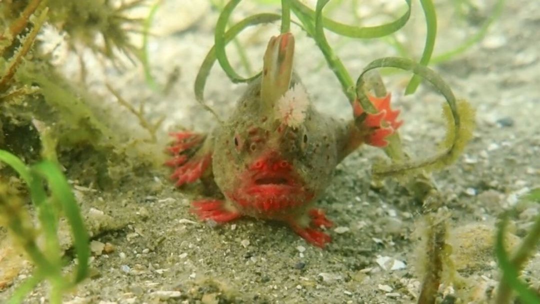 Video | Científicos intentan salvar especie de pez con manos - Canal 1