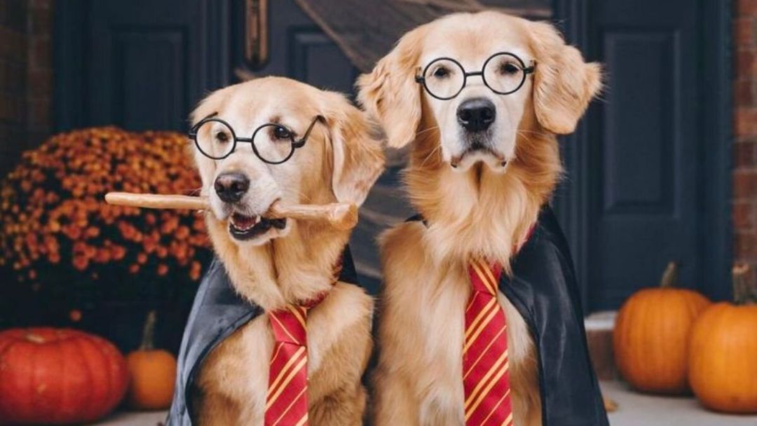 Cinco ideas de disfraces para tu perro en Halloween - Canal 1