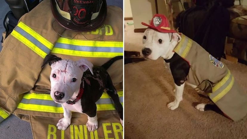 Jake, el perrito que fue rescatado y ahora es un bombero - Canal 1